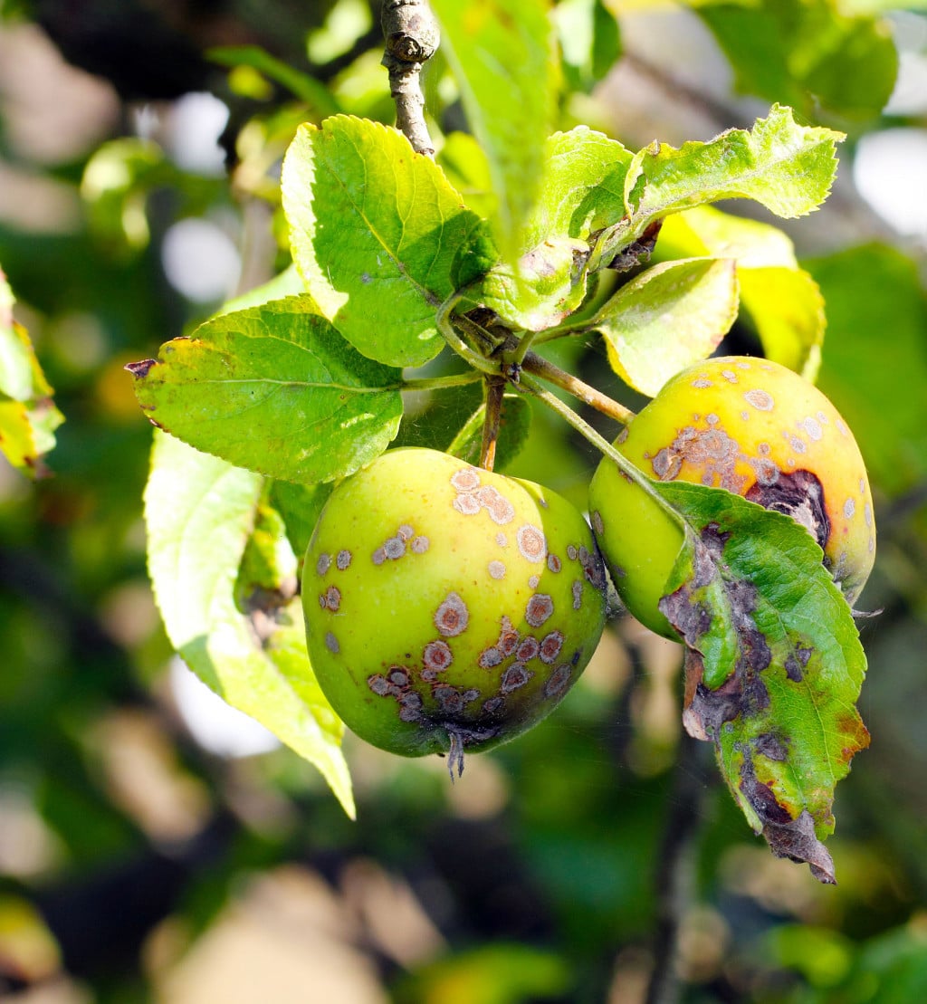 Raisonner les traitements phytosanitaires du pommier - AGRISCOPE
